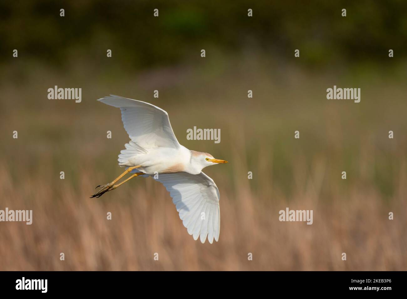 Western cattle egret (Bubulcus ibis) in flight (flying). West Coast ...