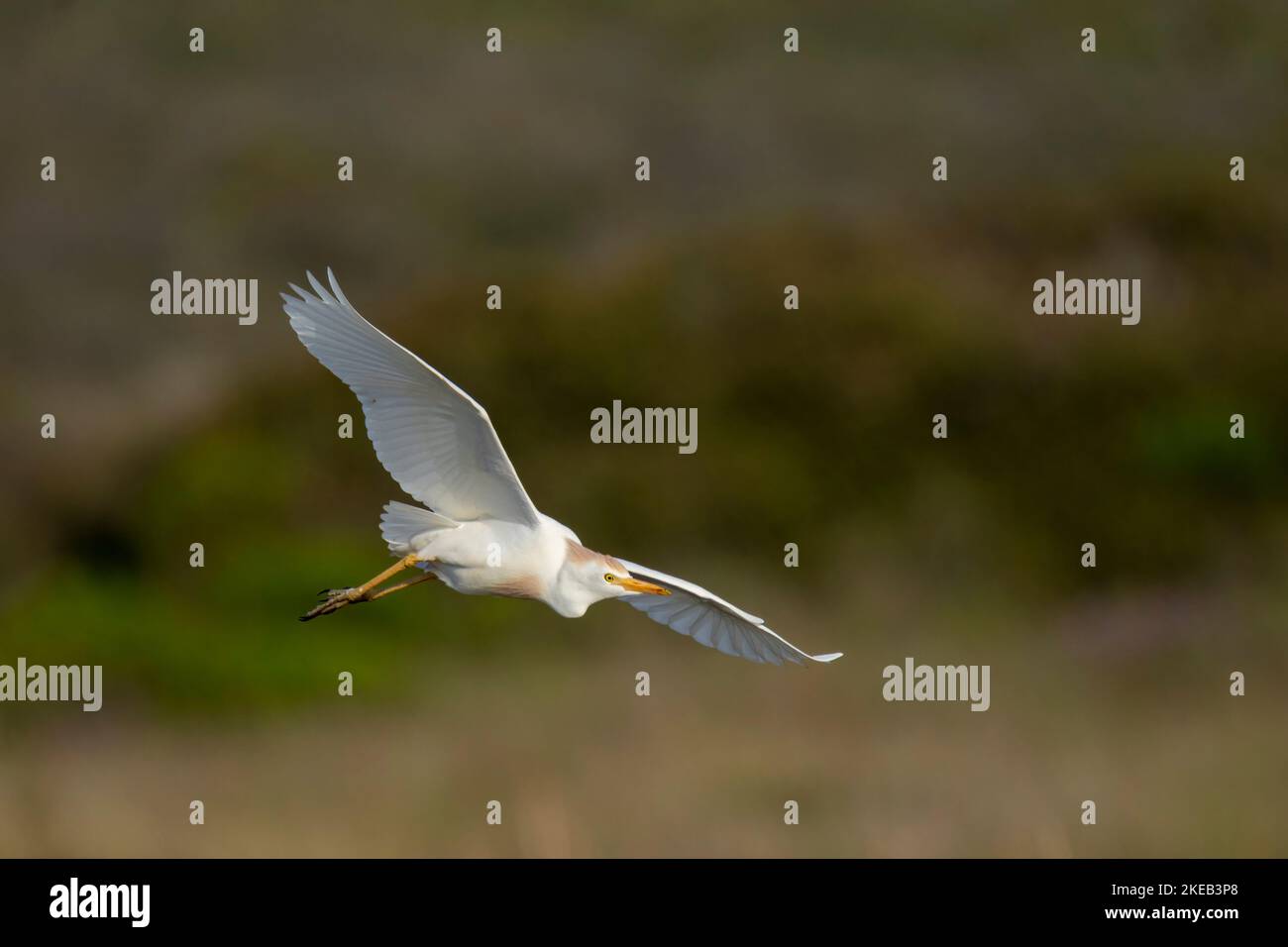 Western cattle egret (Bubulcus ibis) in flight (flying). West Coast ...