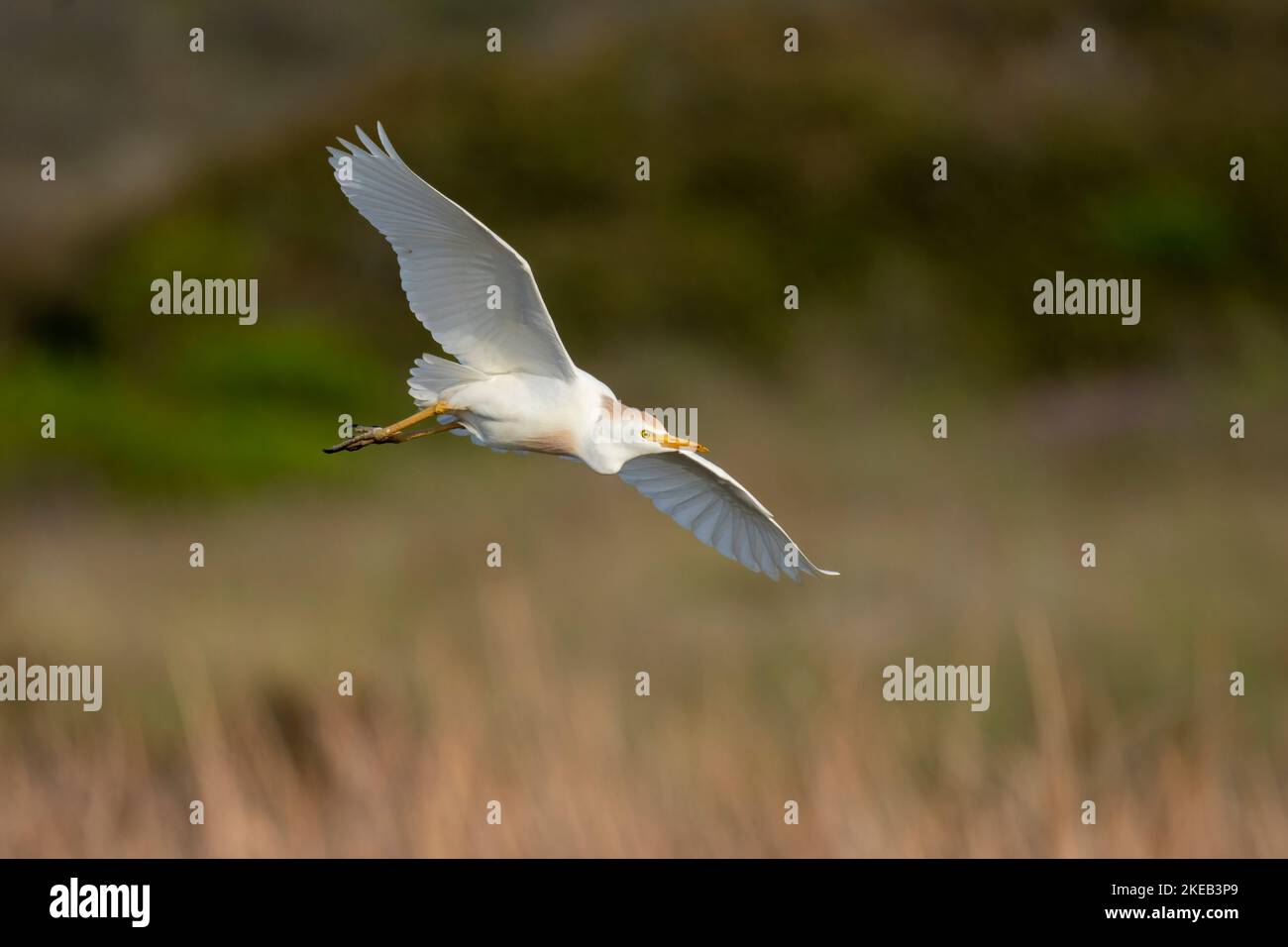 Western cattle egret (Bubulcus ibis) in flight (flying). West Coast ...