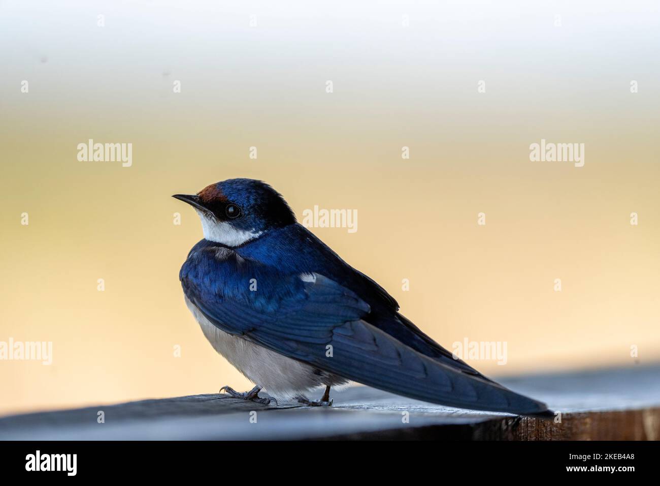 Barn swallow in spring hi-res stock photography and images - Alamy