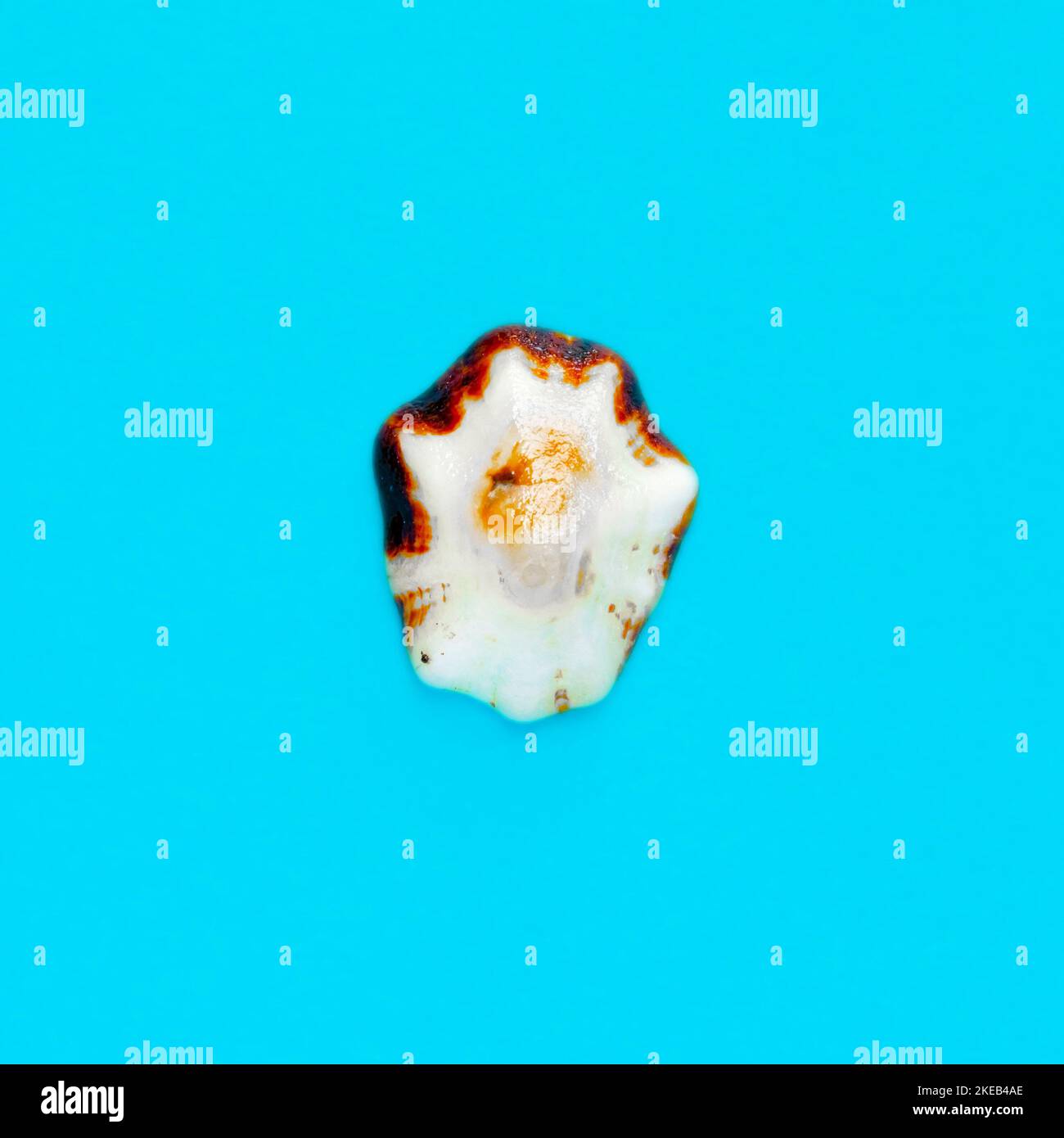 Flat Lay isolated image of a coastal seashell on a light blue ...