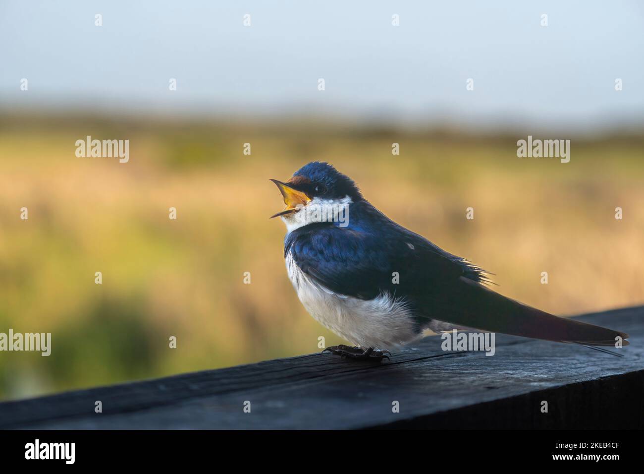 Barn swallow (Hirundo rustica) calling (vocalising). Western Cape ...
