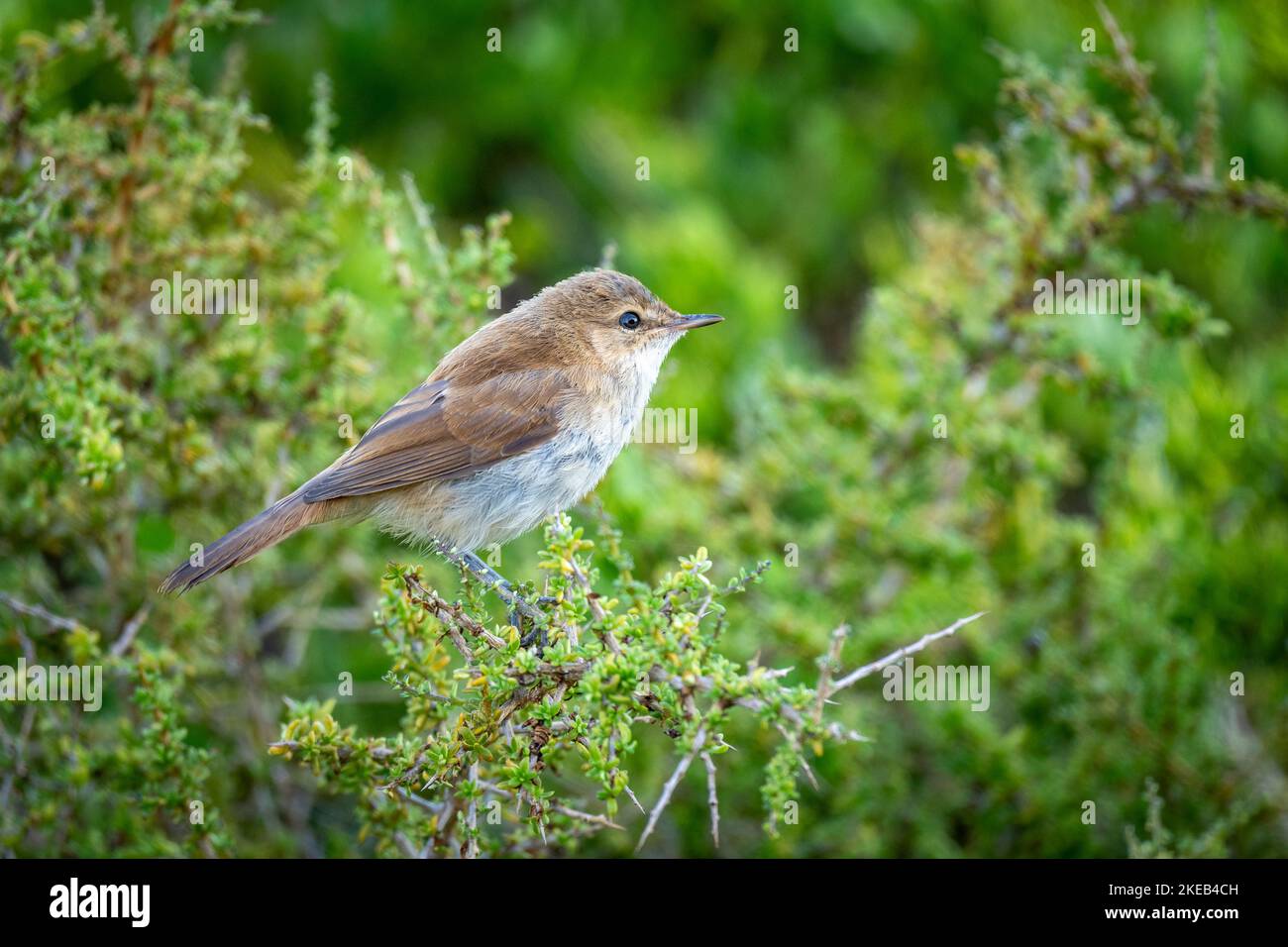 Lesser swamp warbler or Cape reed warbler (Acrocephalus gracilirostris ...
