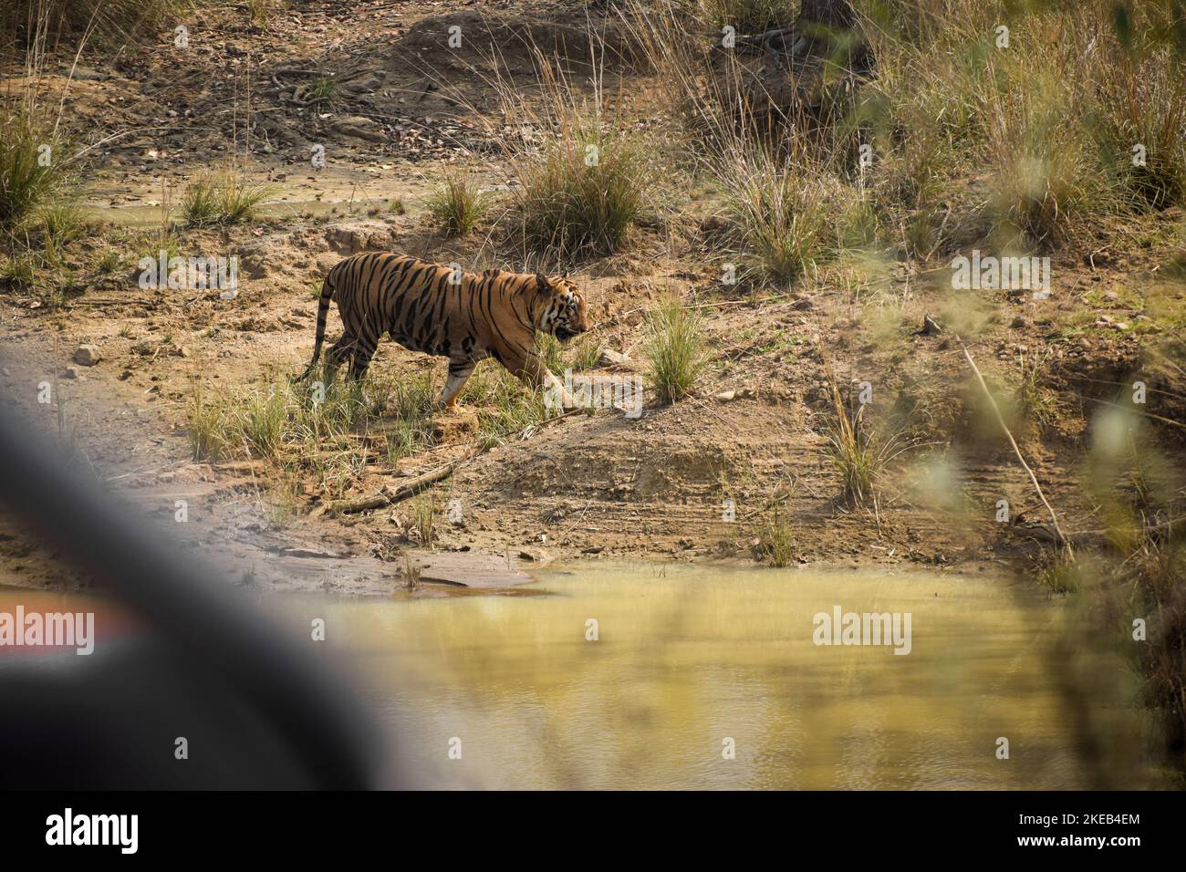 Bajrang male tiger walking alongside small water body at a long ...