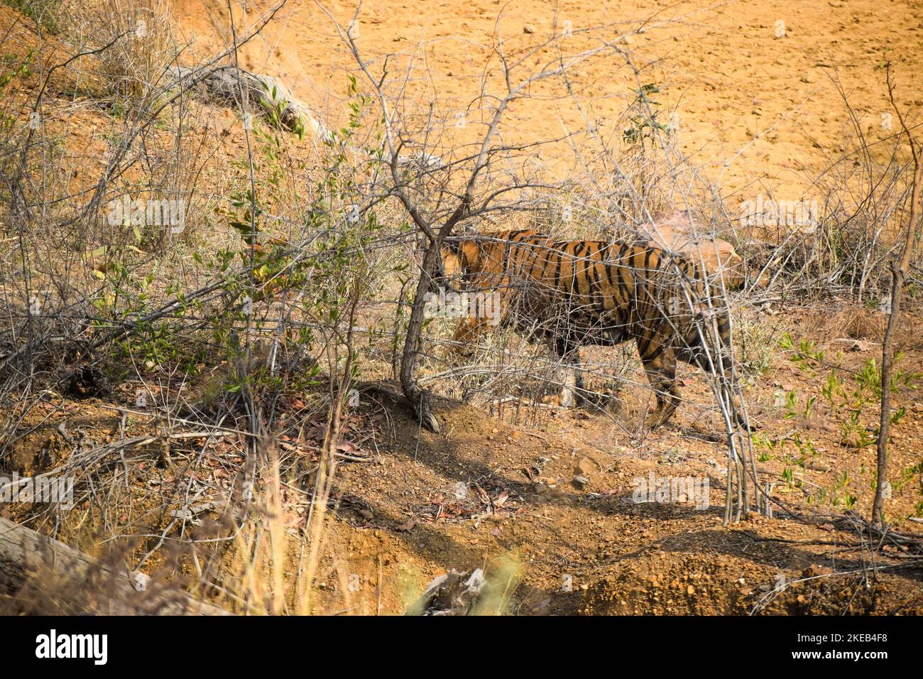 Bajrang male tiger walking inside bushes on a Hot sunny day in Tadoba ...