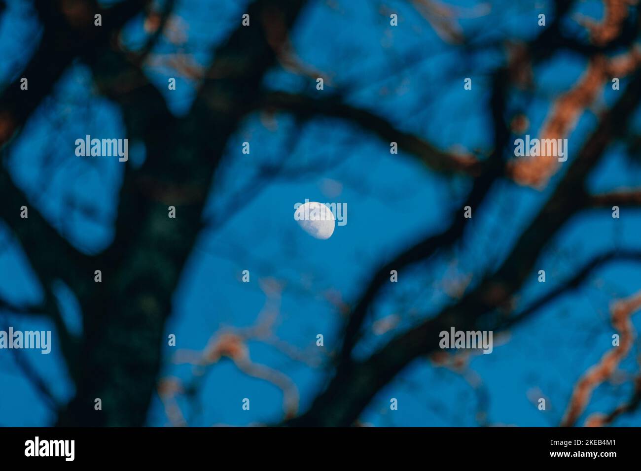 A beautiful view of the moon trough tree branches and blue skies Stock ...