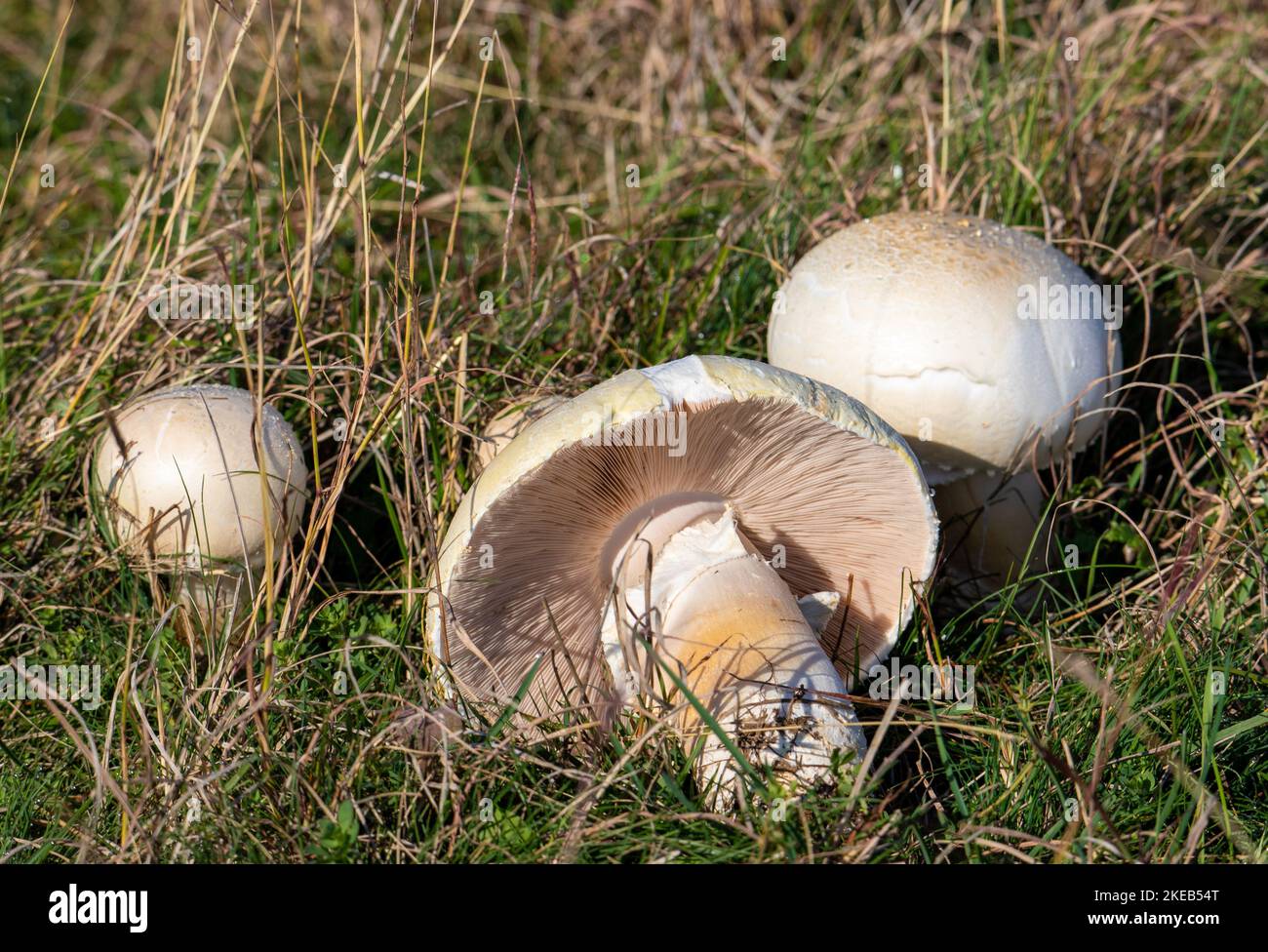 Raw white wild mushrooms champignons hi-res stock photography and ...