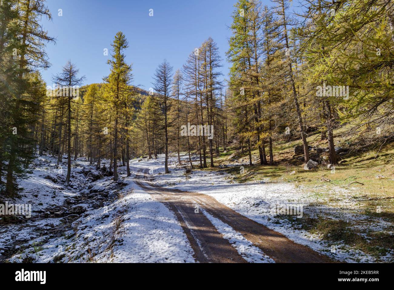 Unpaved road through the autunnal forest, Ligurian Alps, Italy Stock ...