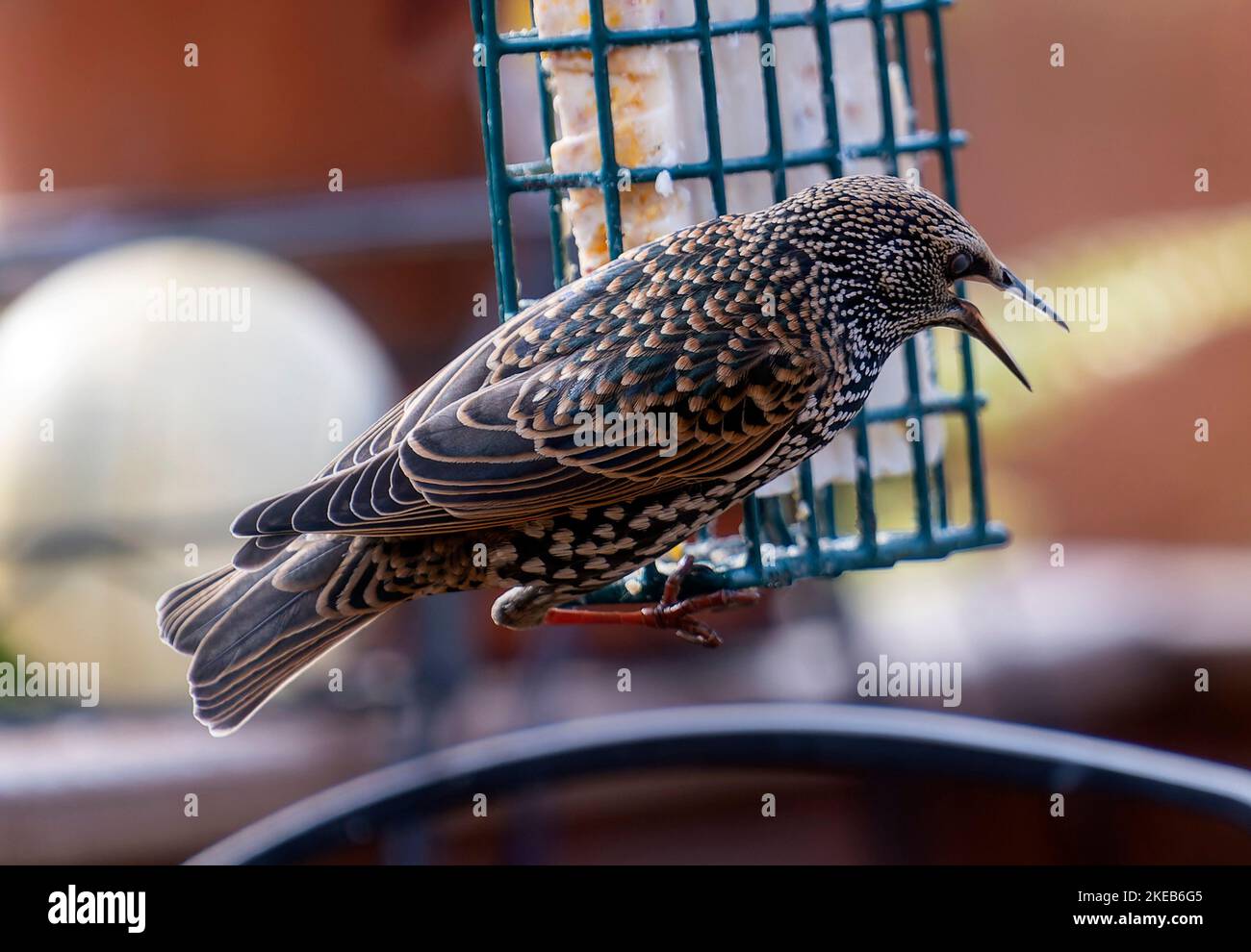 A Starling on the Suet Feeder Stock Photo - Alamy