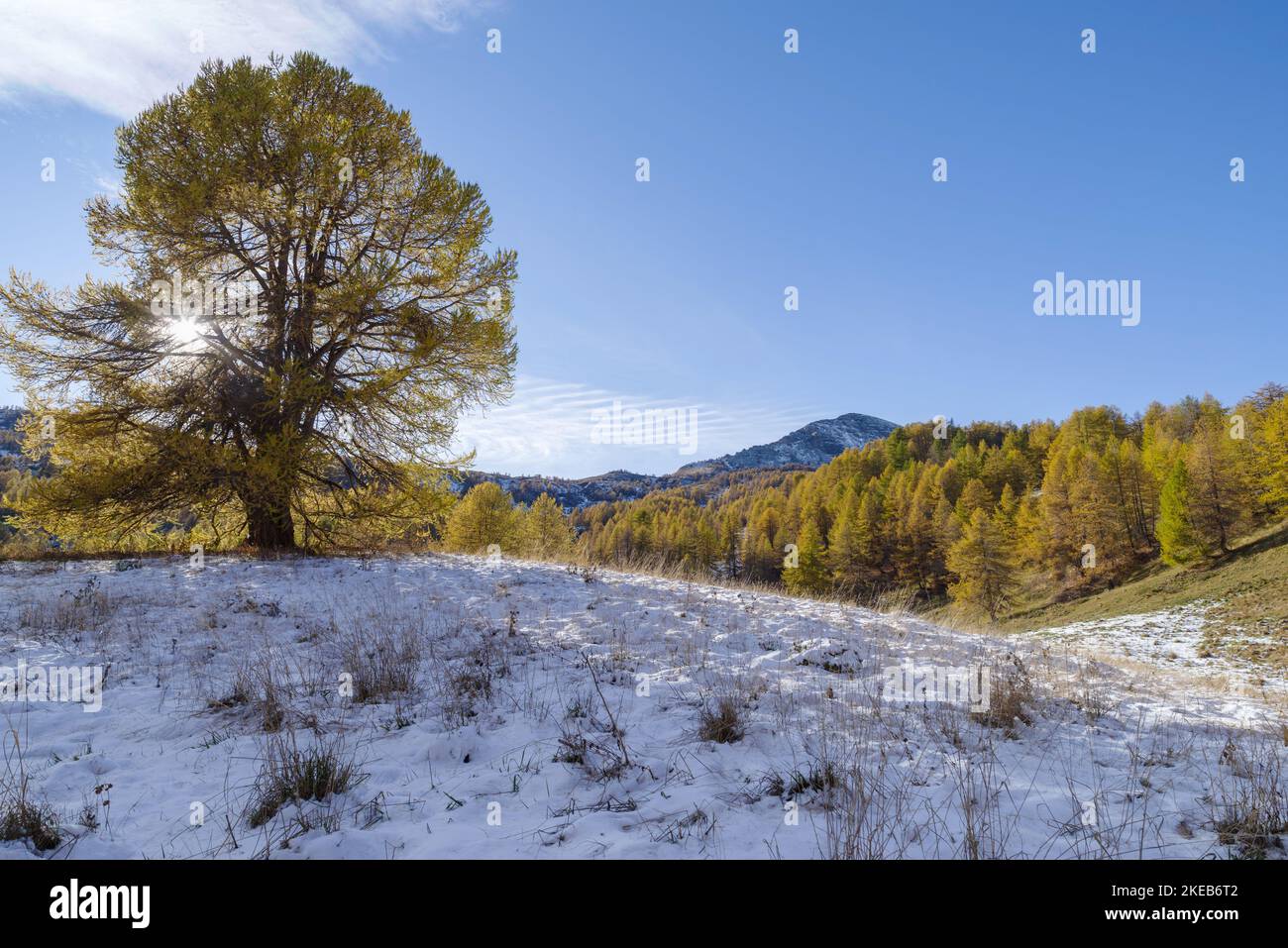 Colorful larch trees glisten as sunlight reflects off their branches ...