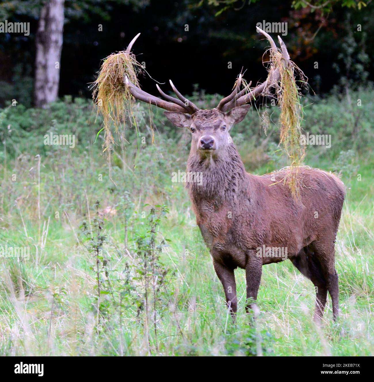 Scottish red deer stags head hi-res stock photography and images - Alamy