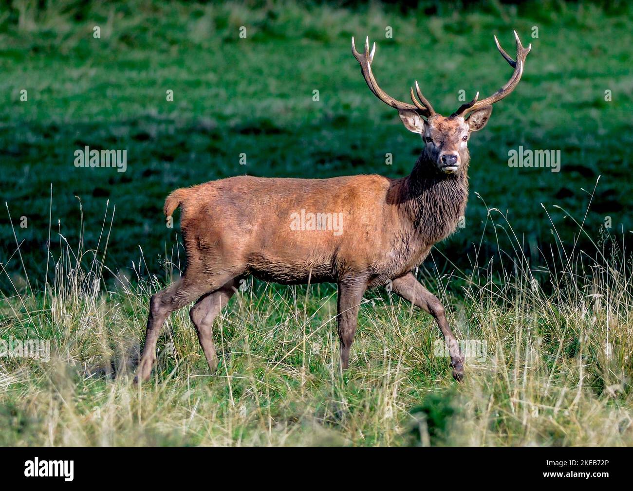 Red deer Highlands Scotland Stock Photo - Alamy