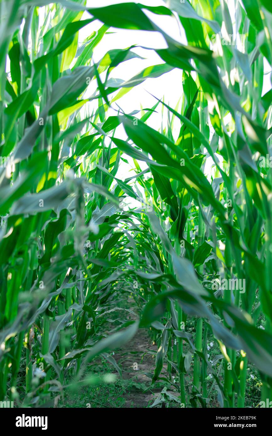 The agricultural land of a green corn farm with a perfect sky Stock ...