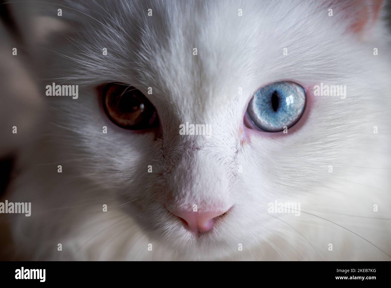 A White cat with two different eye colors close up Stock Photo - Alamy