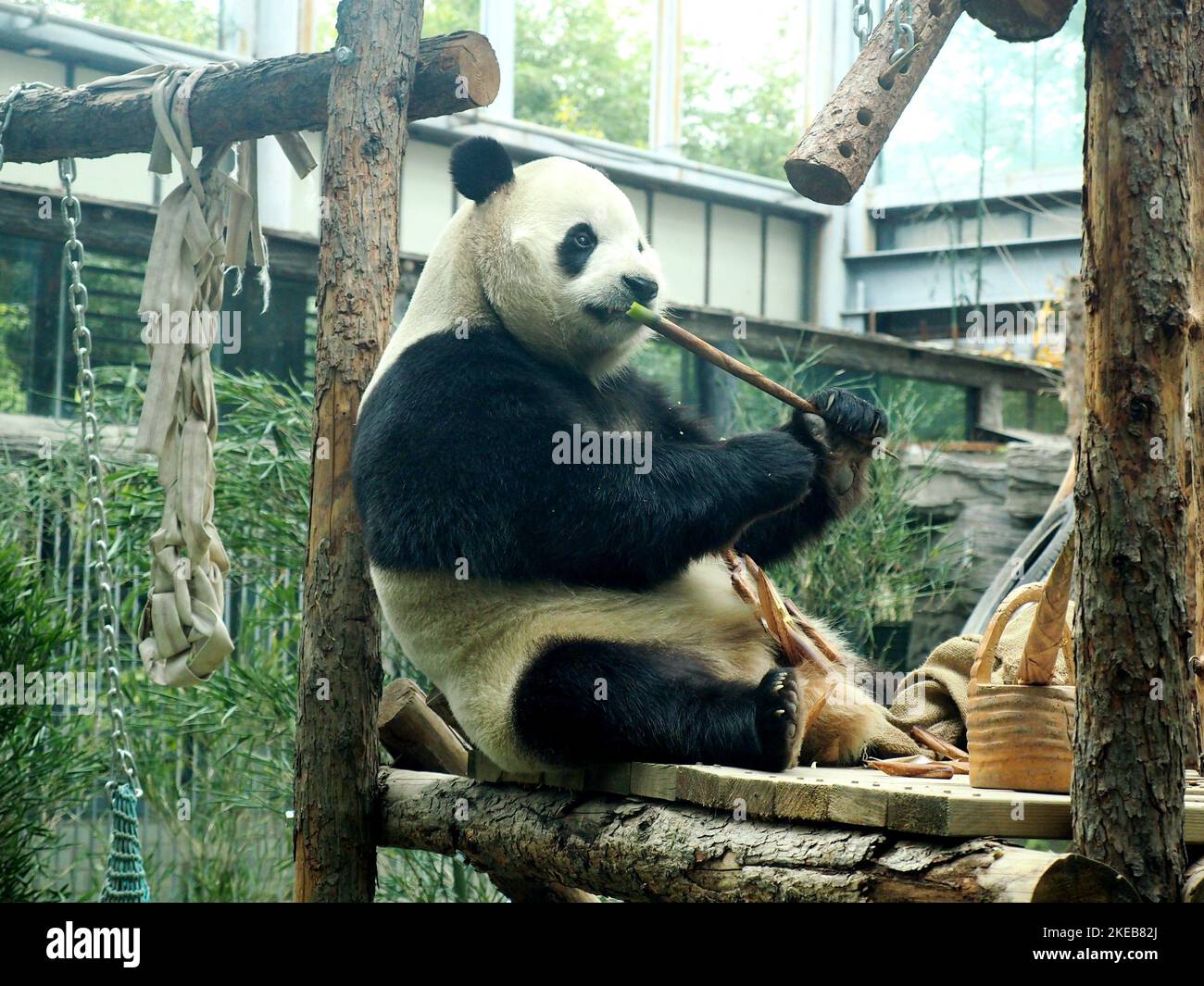 Adorable giant pandas are climbing and playing in the Beijing Zoo ...