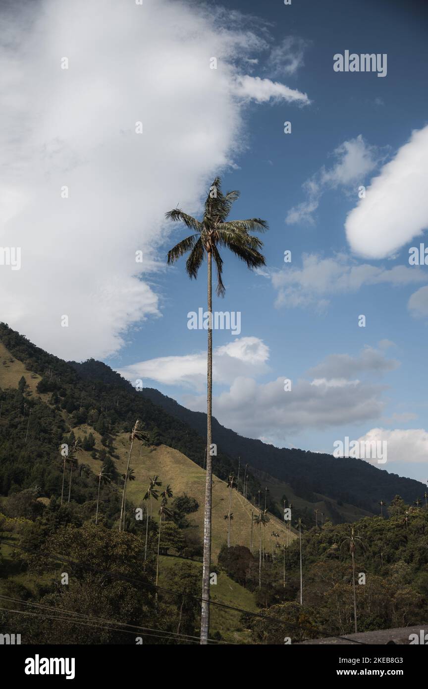 A tall wax palm tree in Cocora Valley, Colombia, vertica shot Stock ...