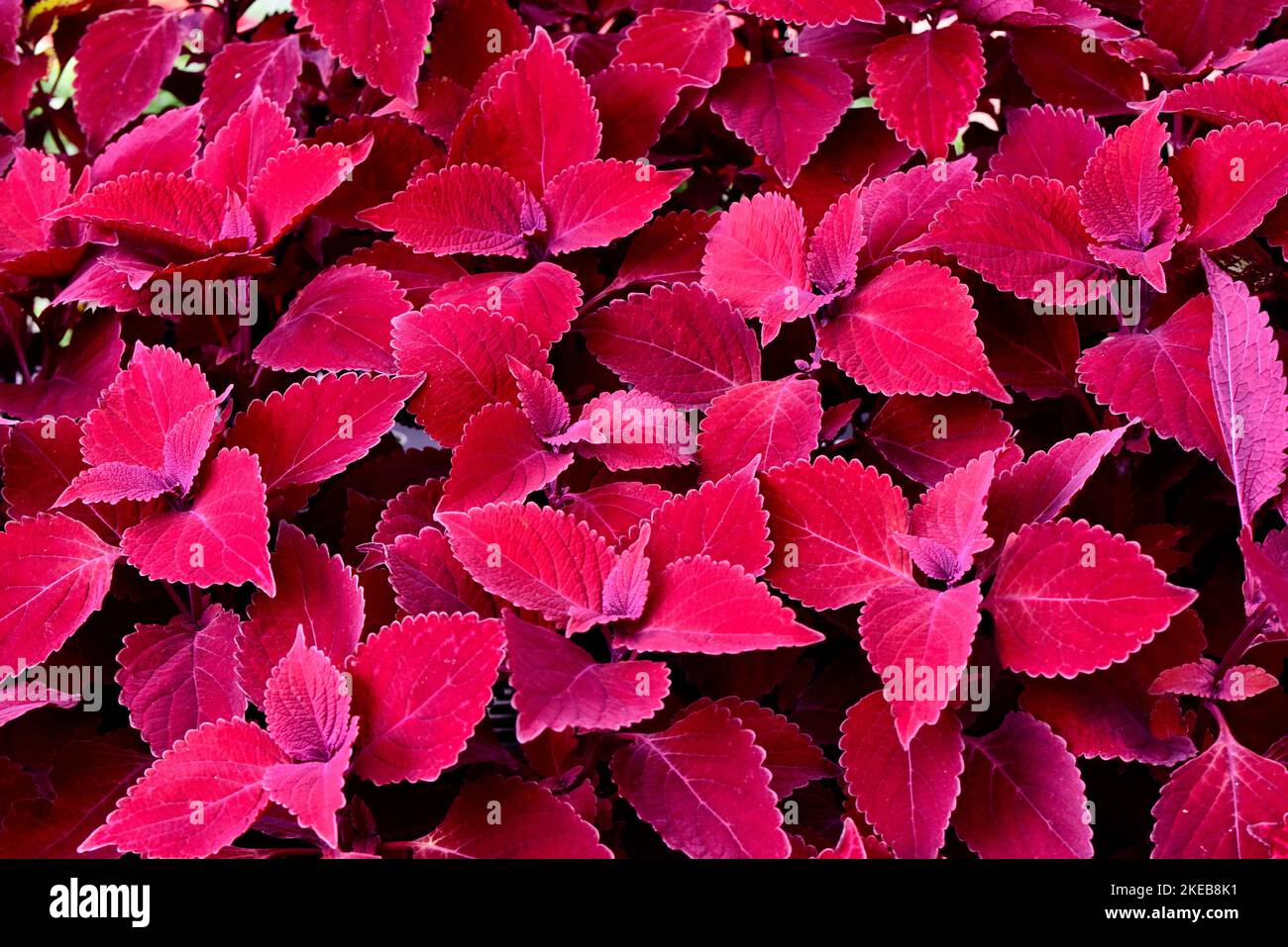 Coleus main street beale street hi-res stock photography and images - Alamy
