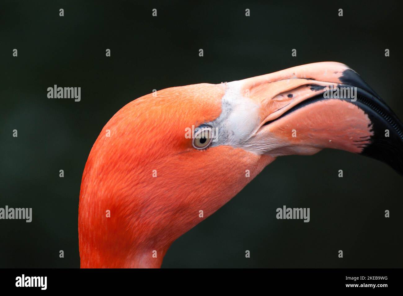 A closeup shot of details on a bright pink orange flamingo face Stock ...