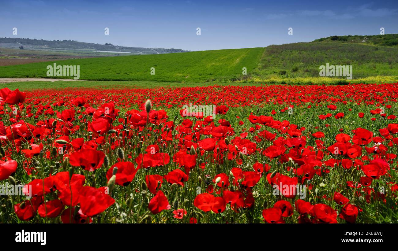 Poppies israel hi-res stock photography and images - Alamy