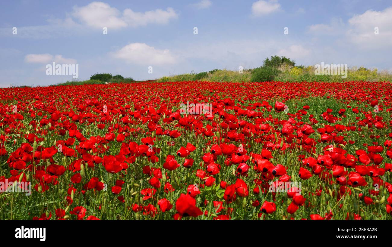 Poppies israel hi-res stock photography and images - Alamy