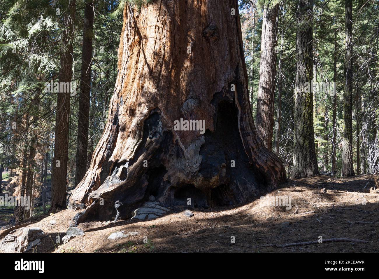 Sequoia National Park, the forest with many burned trees after the ...