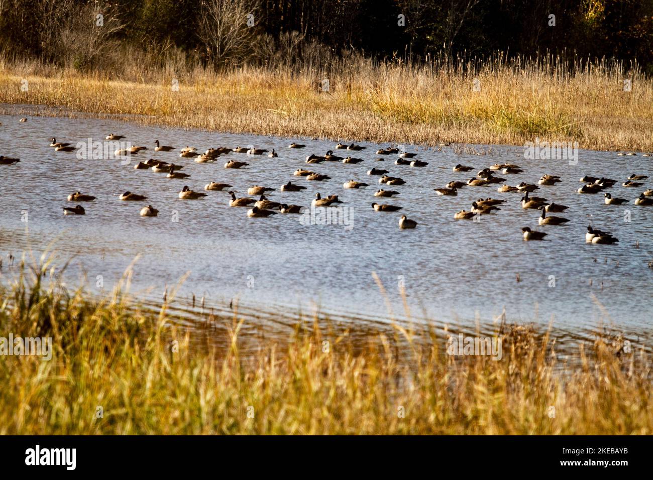 Water fowl swimming in pond Stock Photo - Alamy