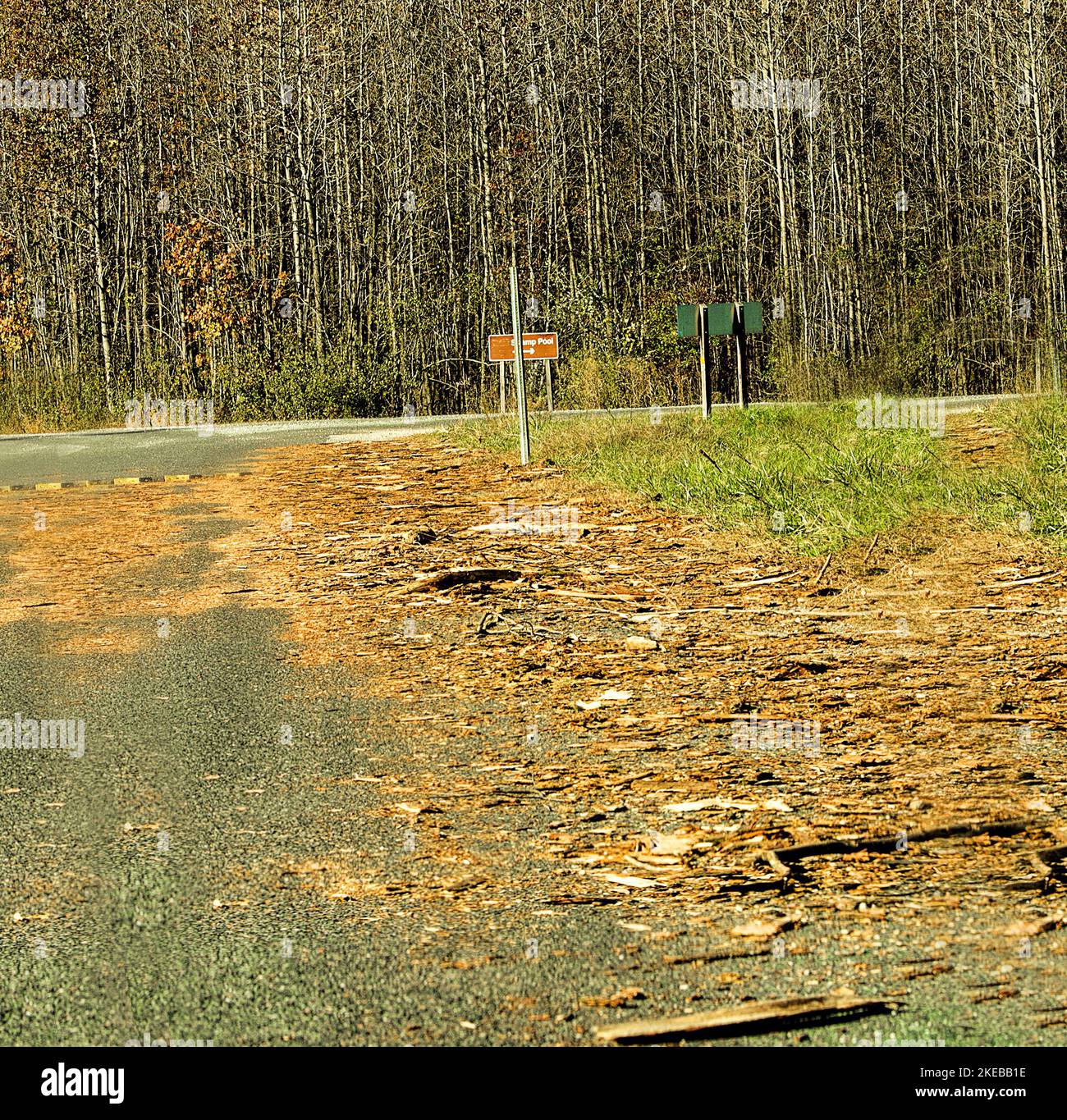 Debris from cutting down trees left on roadside Stock Photo - Alamy