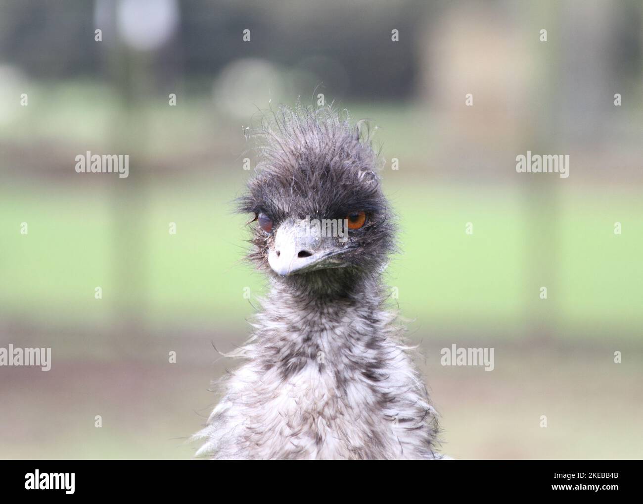 Angry looking big bird with spikey head feathers Stock Photo - Alamy