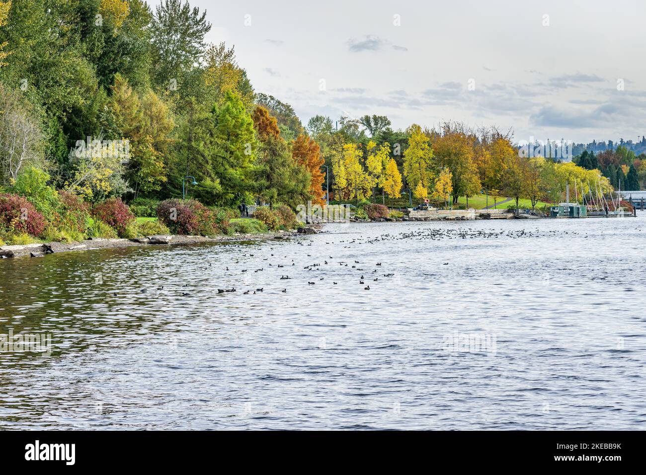 Trees display rich autumn colors along the shore at Gene Coulon Park in Renton, Washington Stock ...