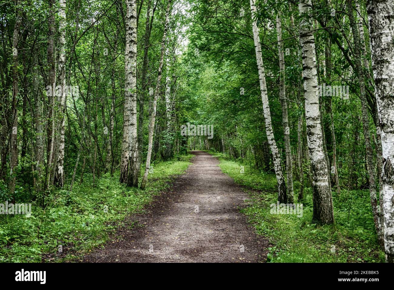Dark birch hi-res stock photography and images - Alamy