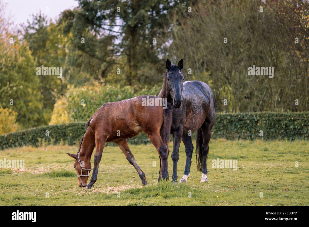 Mare and her beautiful foal. Horse with foal close-up Stock Photo - Alamy