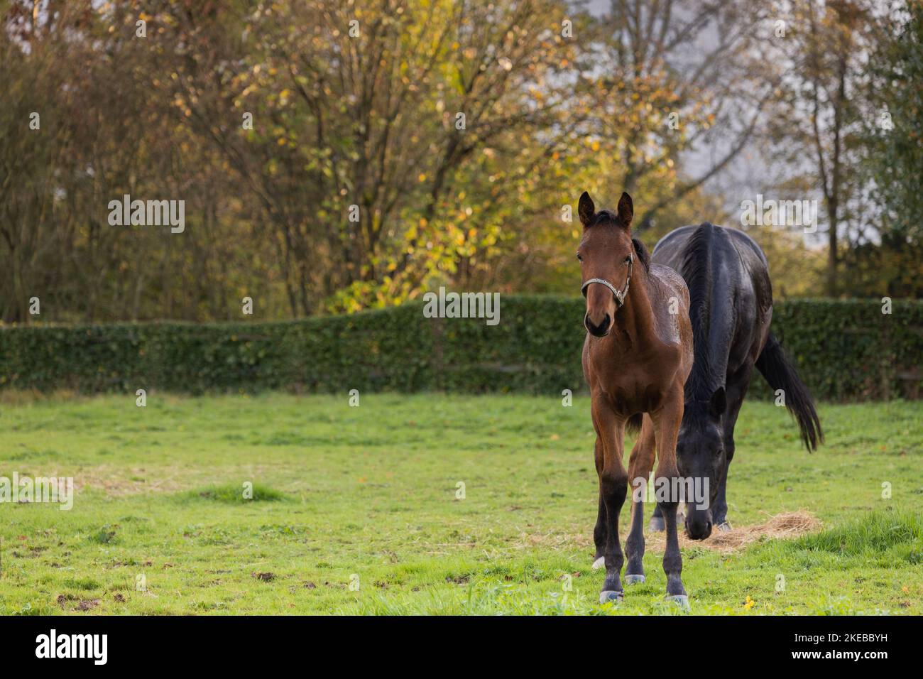 Mare and her beautiful foal. Horse with foal close-up Stock Photo - Alamy