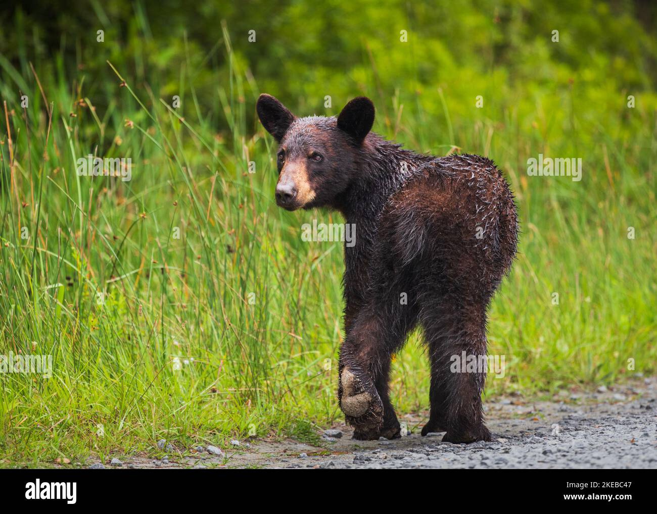 Black bear cub looking at camera in Alligator Wildlife Refuge, North ...