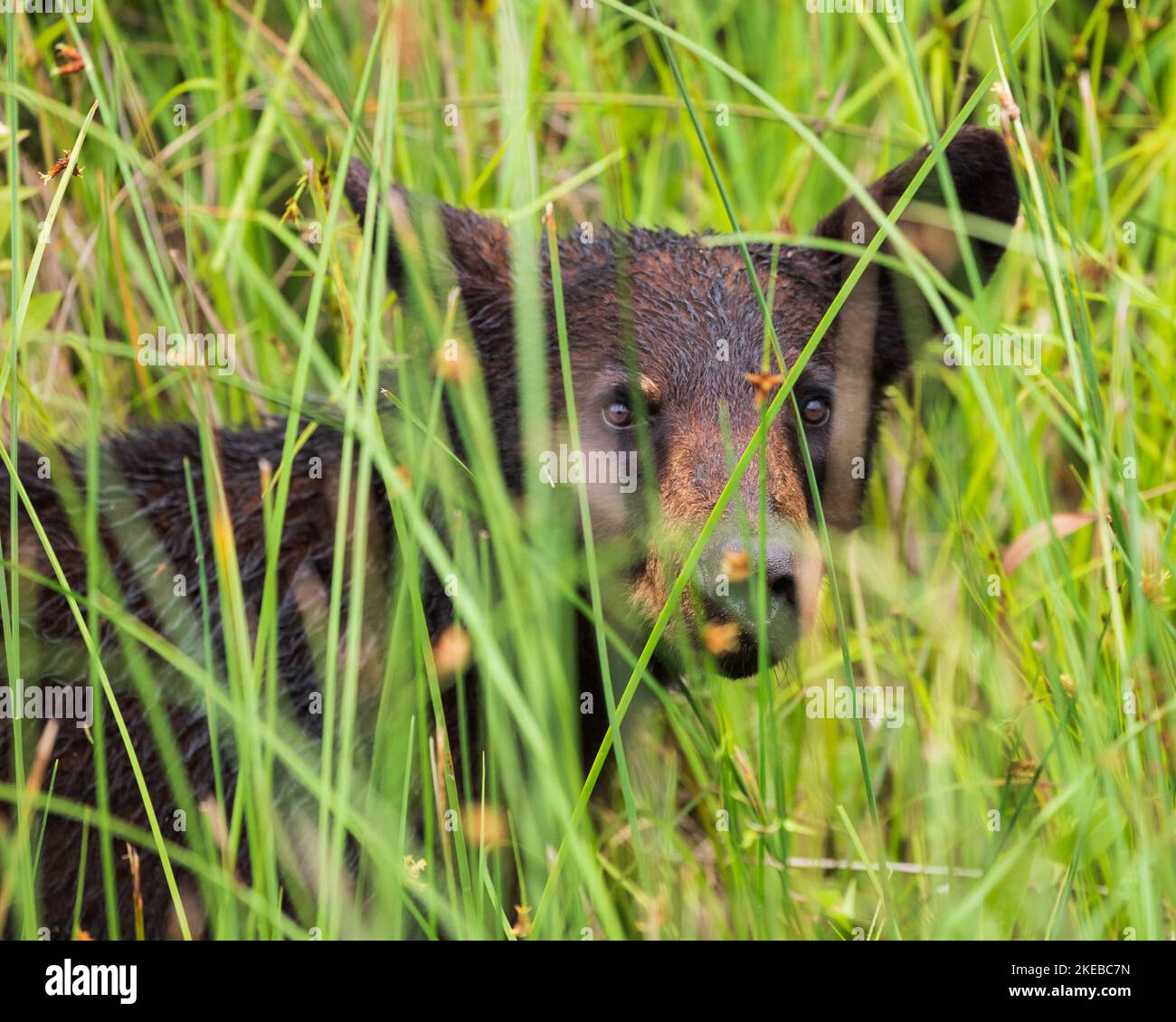 Alligator river bear hi-res stock photography and images - Alamy