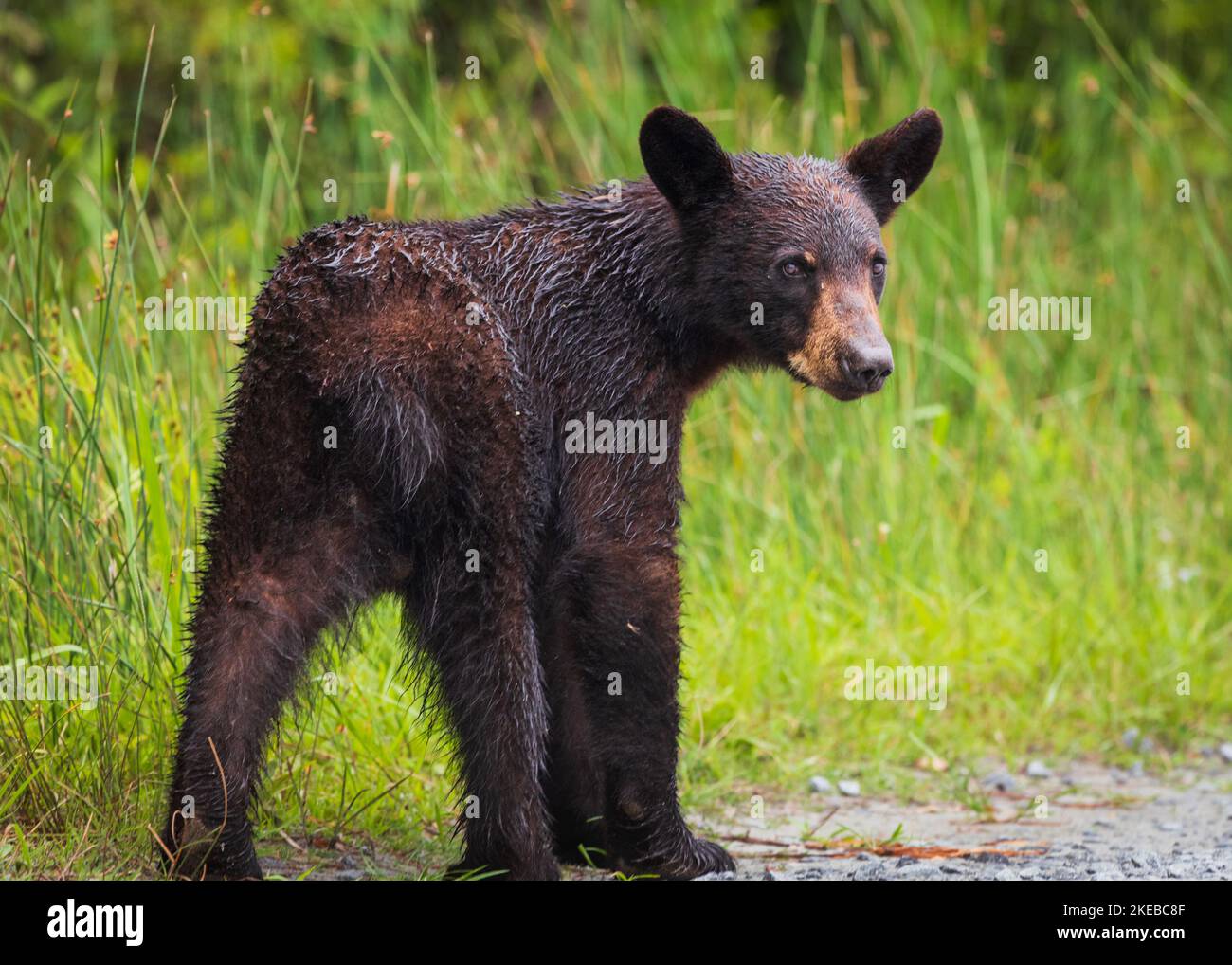 Black bear cub looking at camera in Alligator Wildlife Refuge, North ...