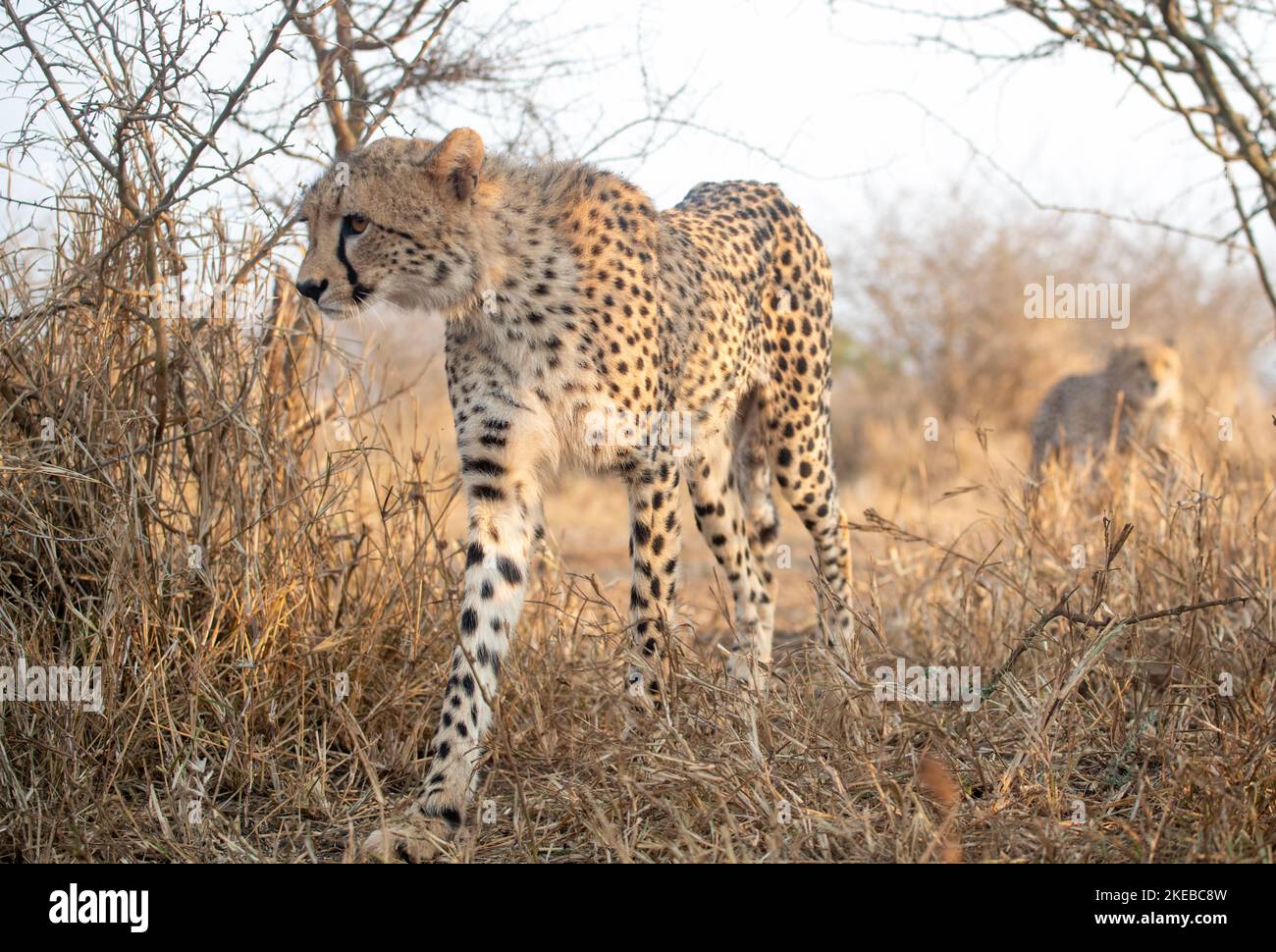 Cheetahs moving through the bush in the early morning in South Africa ...