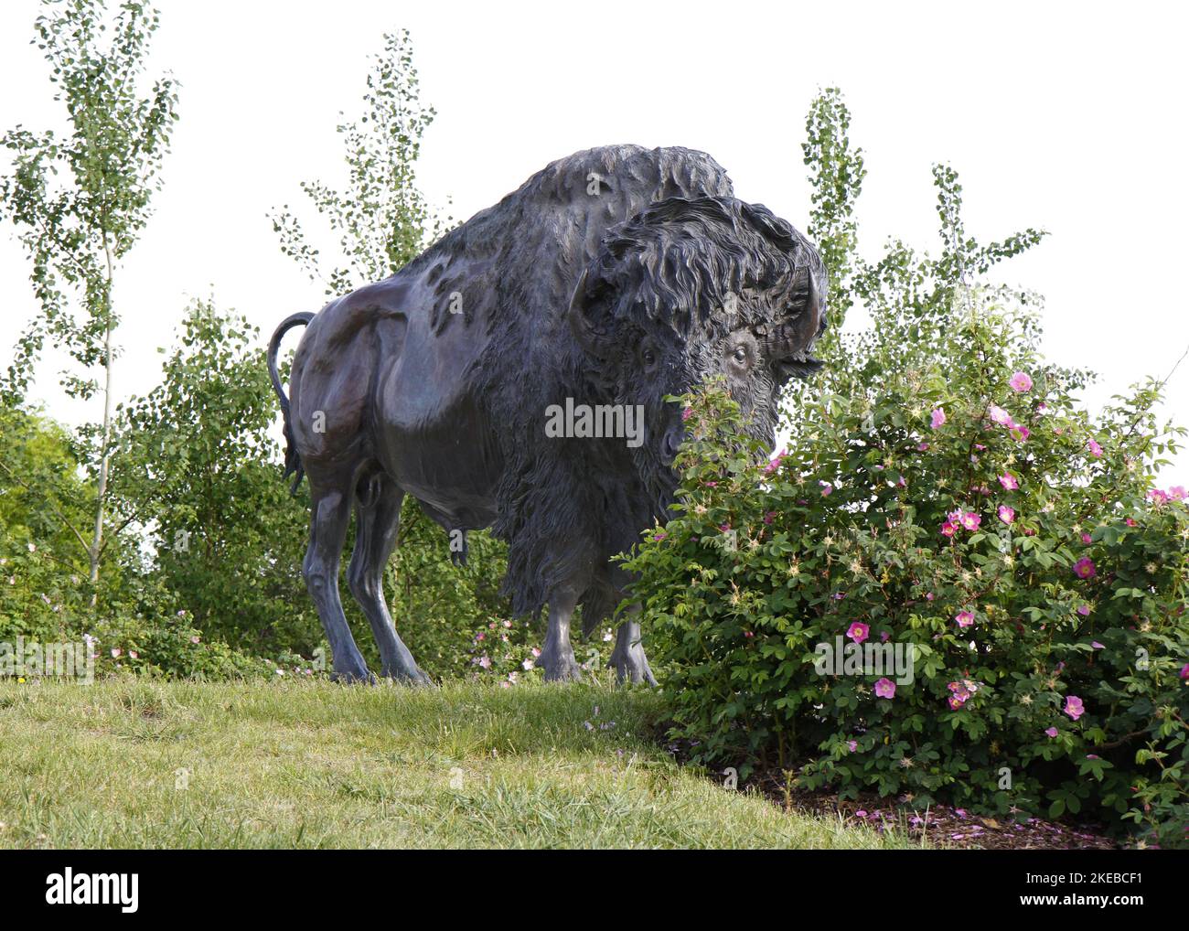 Bison statue hi-res stock photography and images - Alamy