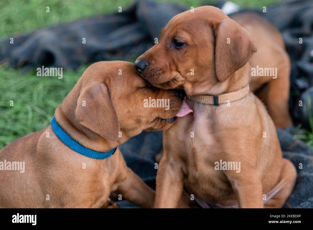 A closeup of two Rhodesian Ridgeback puppies licking each other Stock ...