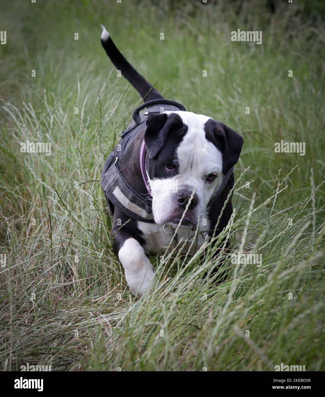 Perro cachorro animal hi-res stock photography and images - Alamy