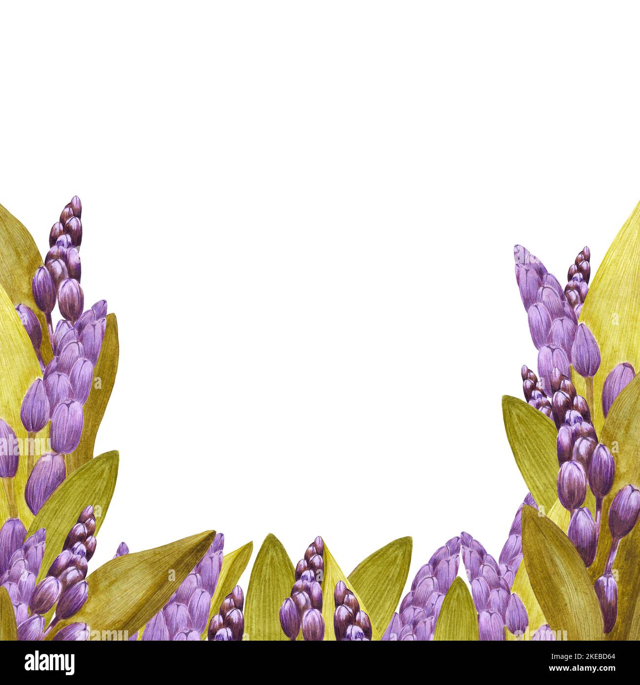 Handdrawn hyacinth frame. Watercolor hyacinth boarder on the white ...