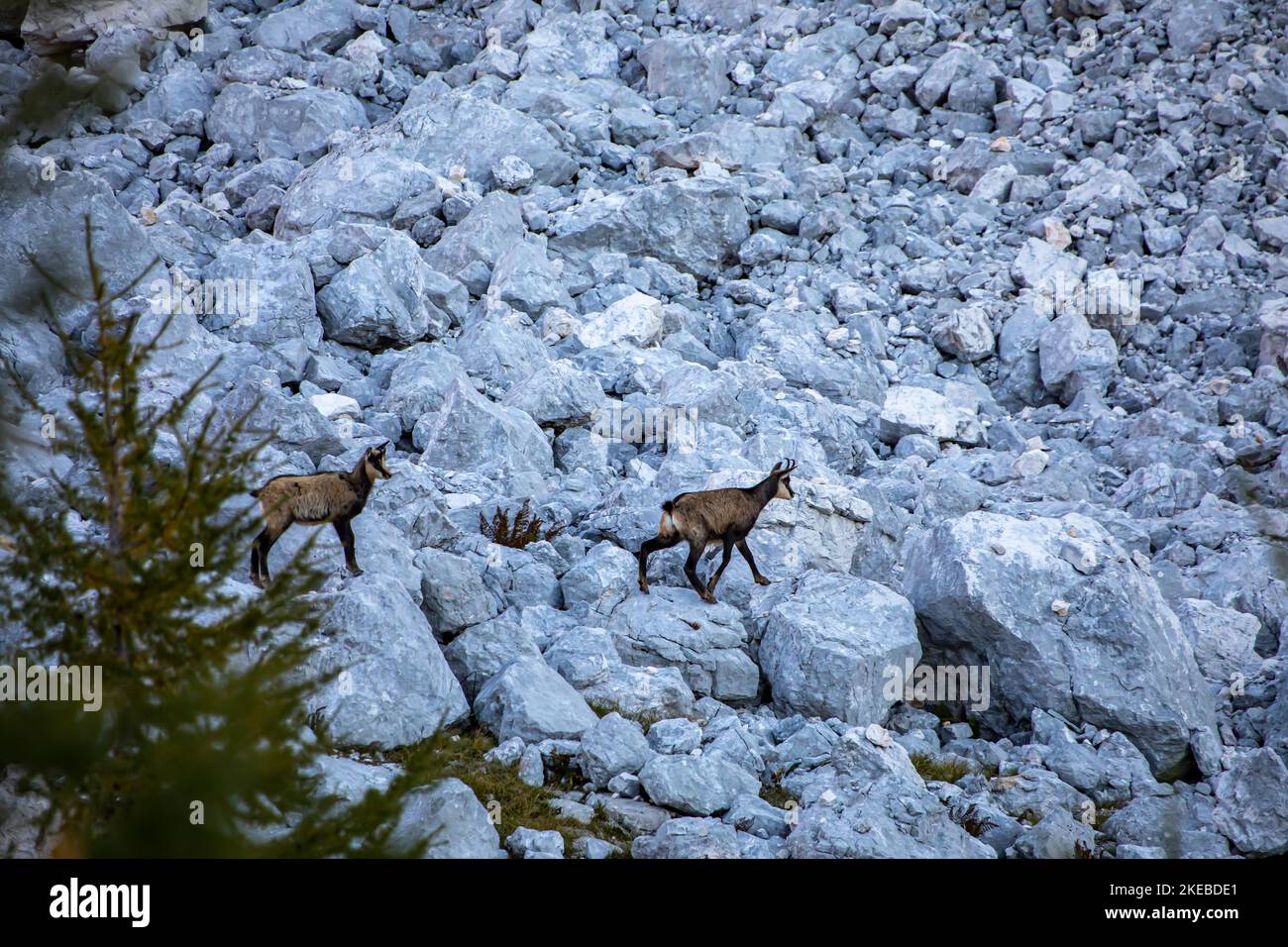 Chamois in Julian alps, Slovenia Stock Photo - Alamy