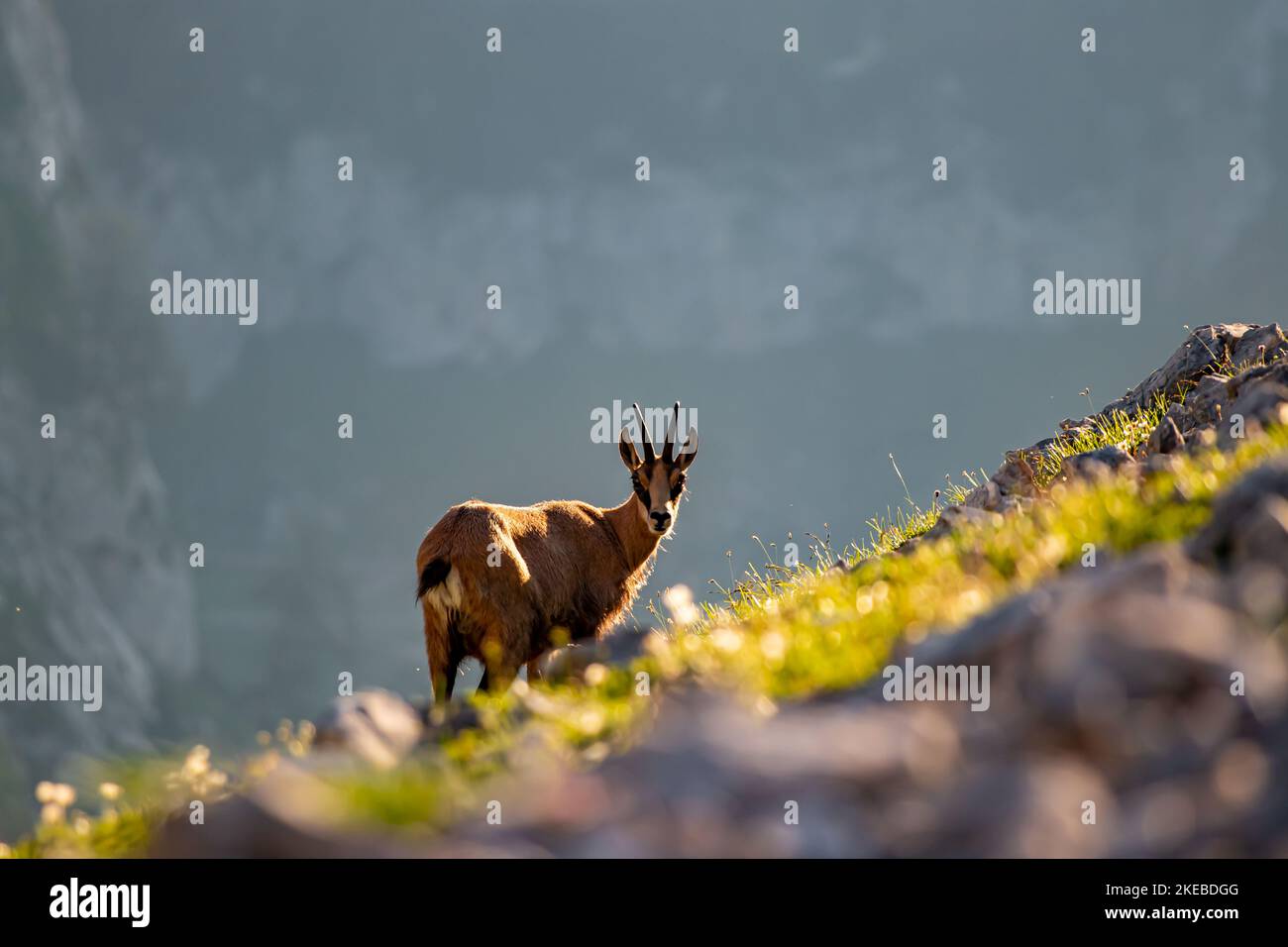 Chamois in Julian alps, Slovenia Stock Photo - Alamy
