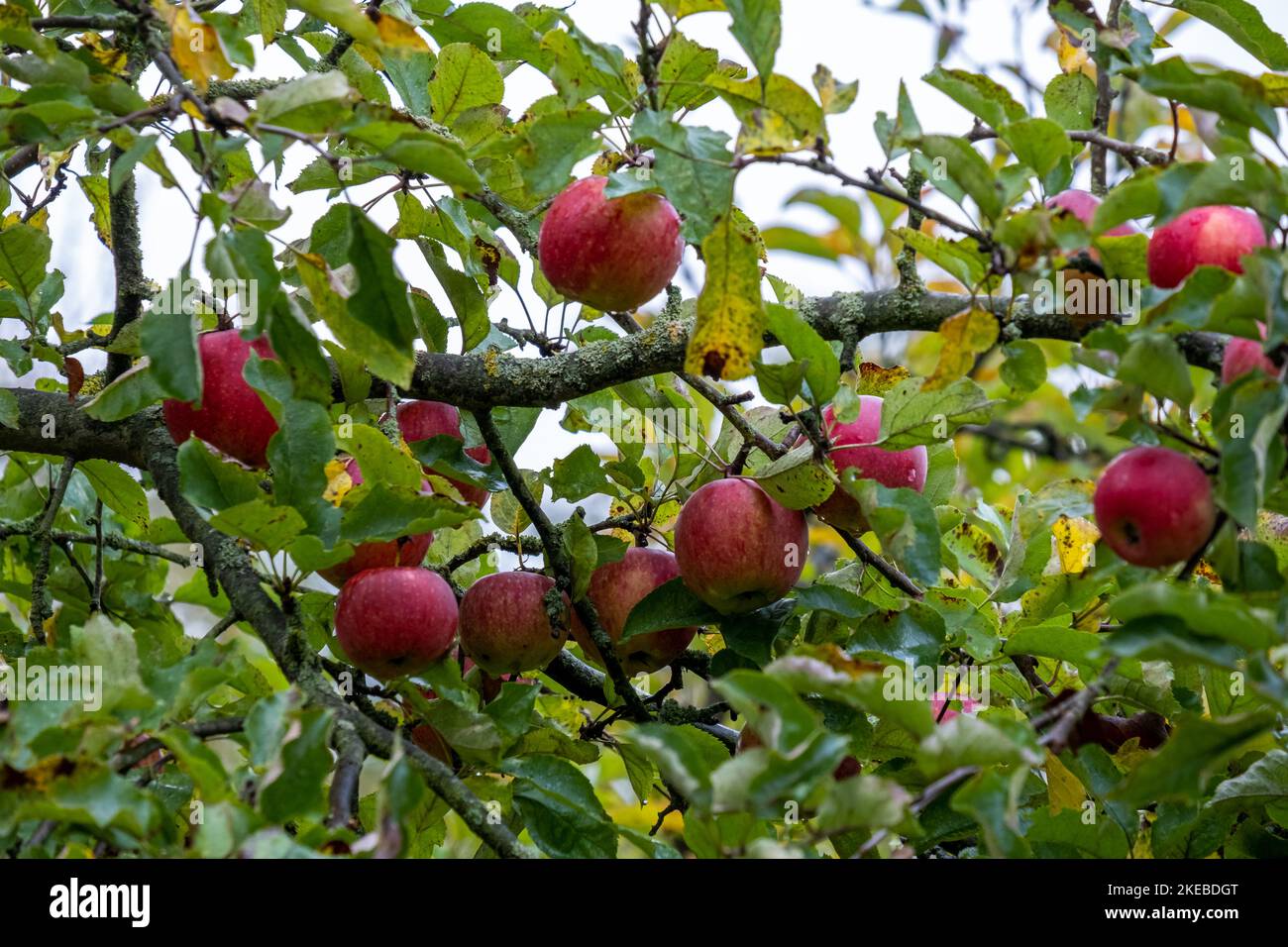 Red juicy apples on tree hi-res stock photography and images - Alamy
