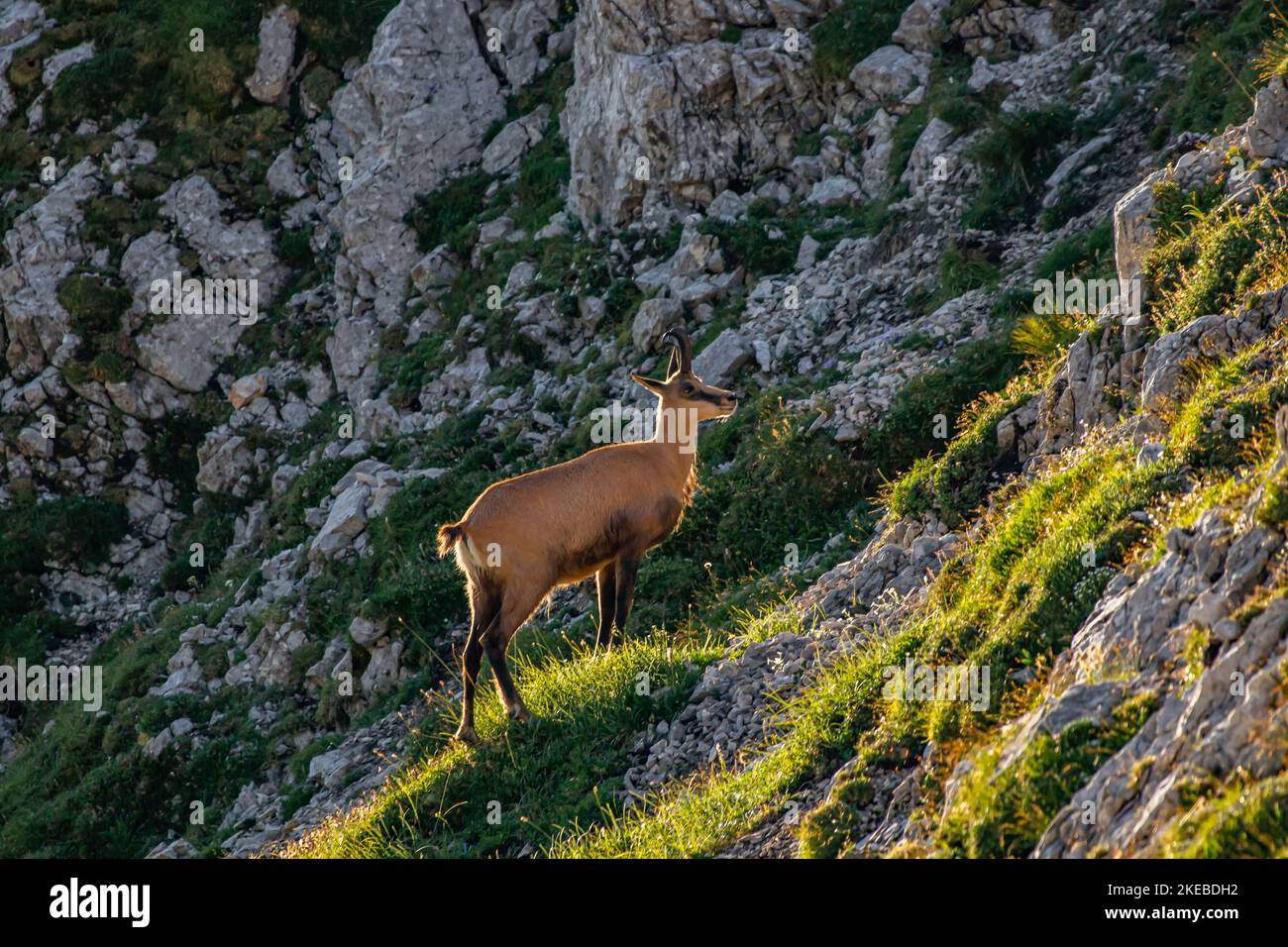 Chamois in Julian alps, Slovenia Stock Photo - Alamy