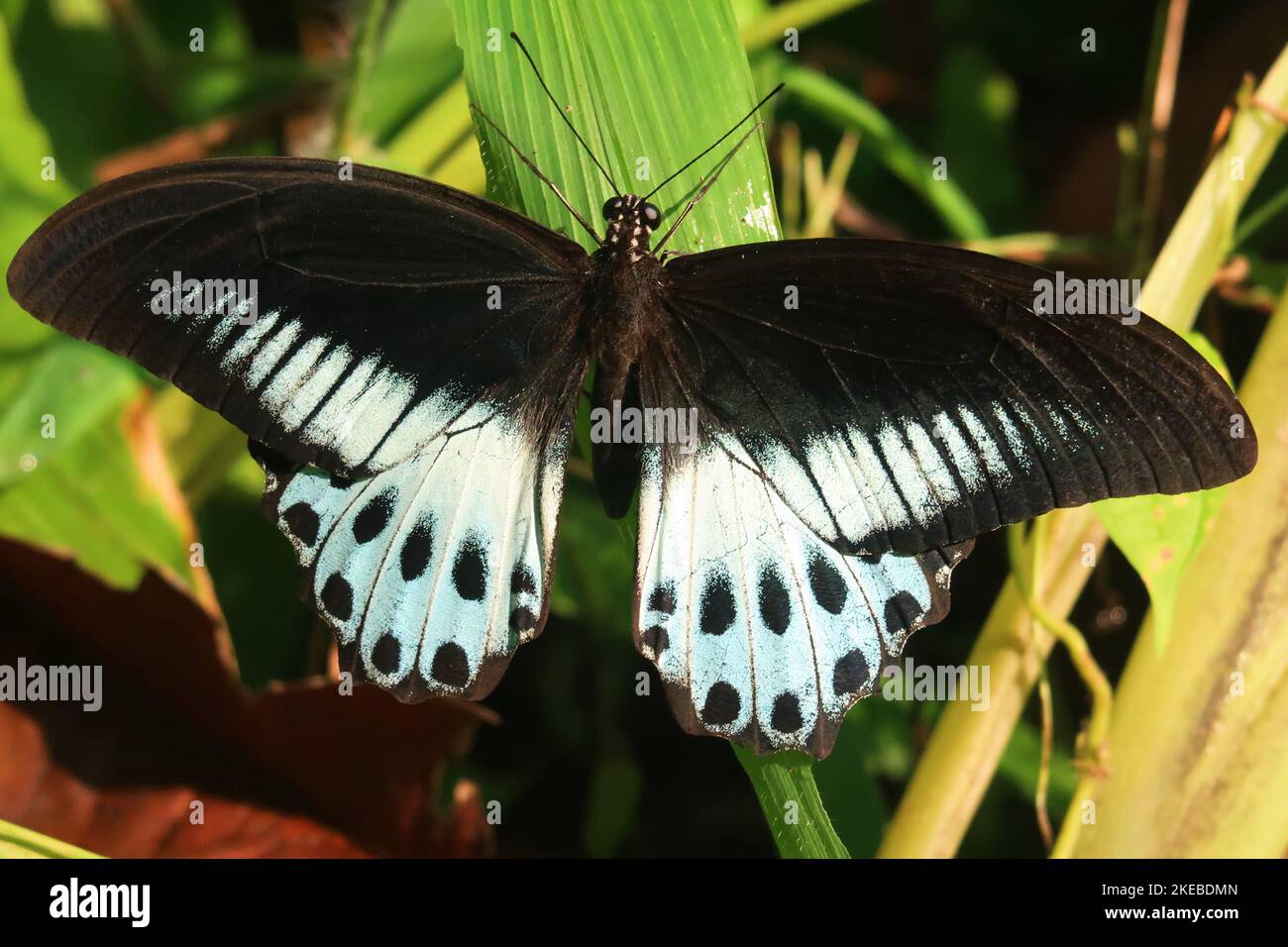 Chrysanthemum Orange flower or Jamanthi flower in the background Stock ...