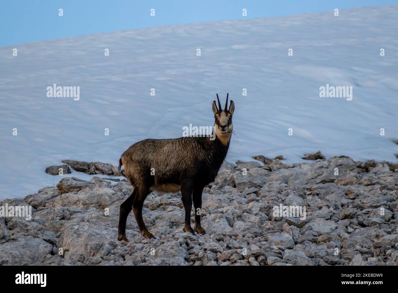 Chamois in Julian alps, Slovenia Stock Photo - Alamy