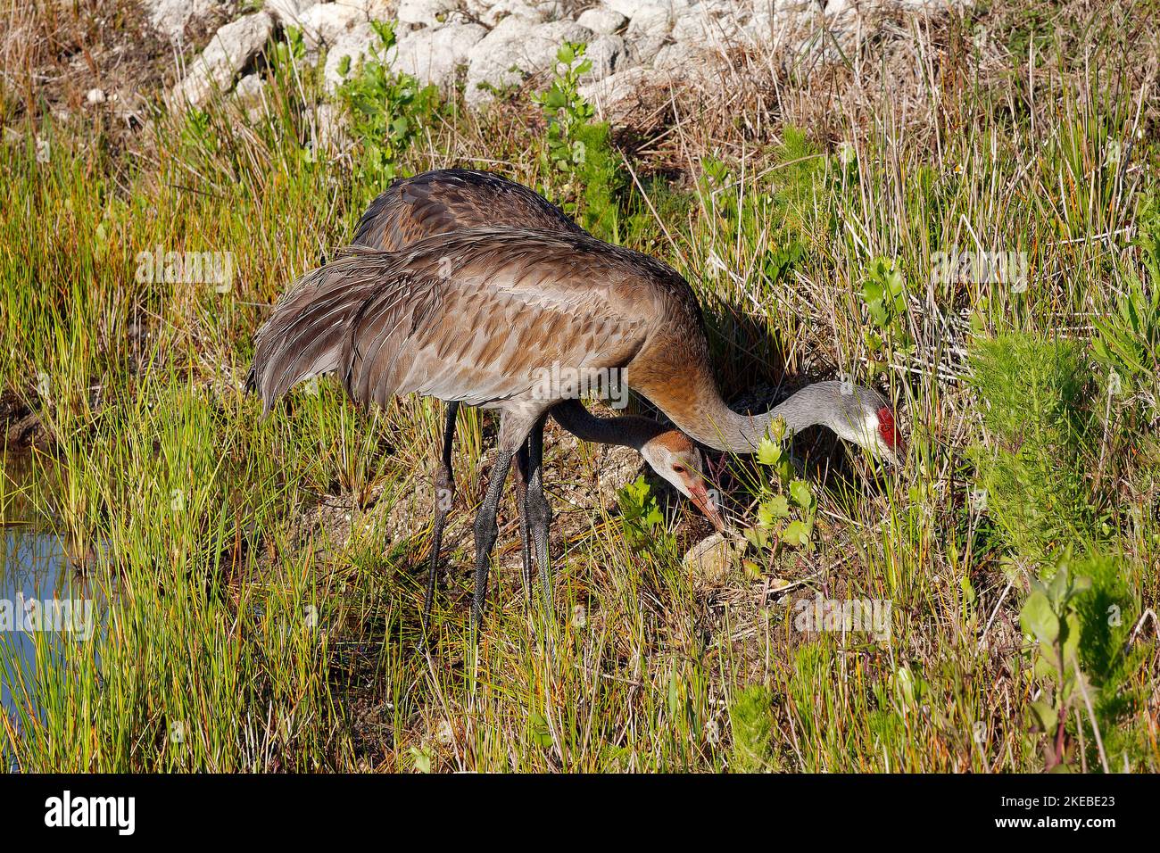 2 Sandhill Cranes, immature, mature, eating, very large bird, Grus ...