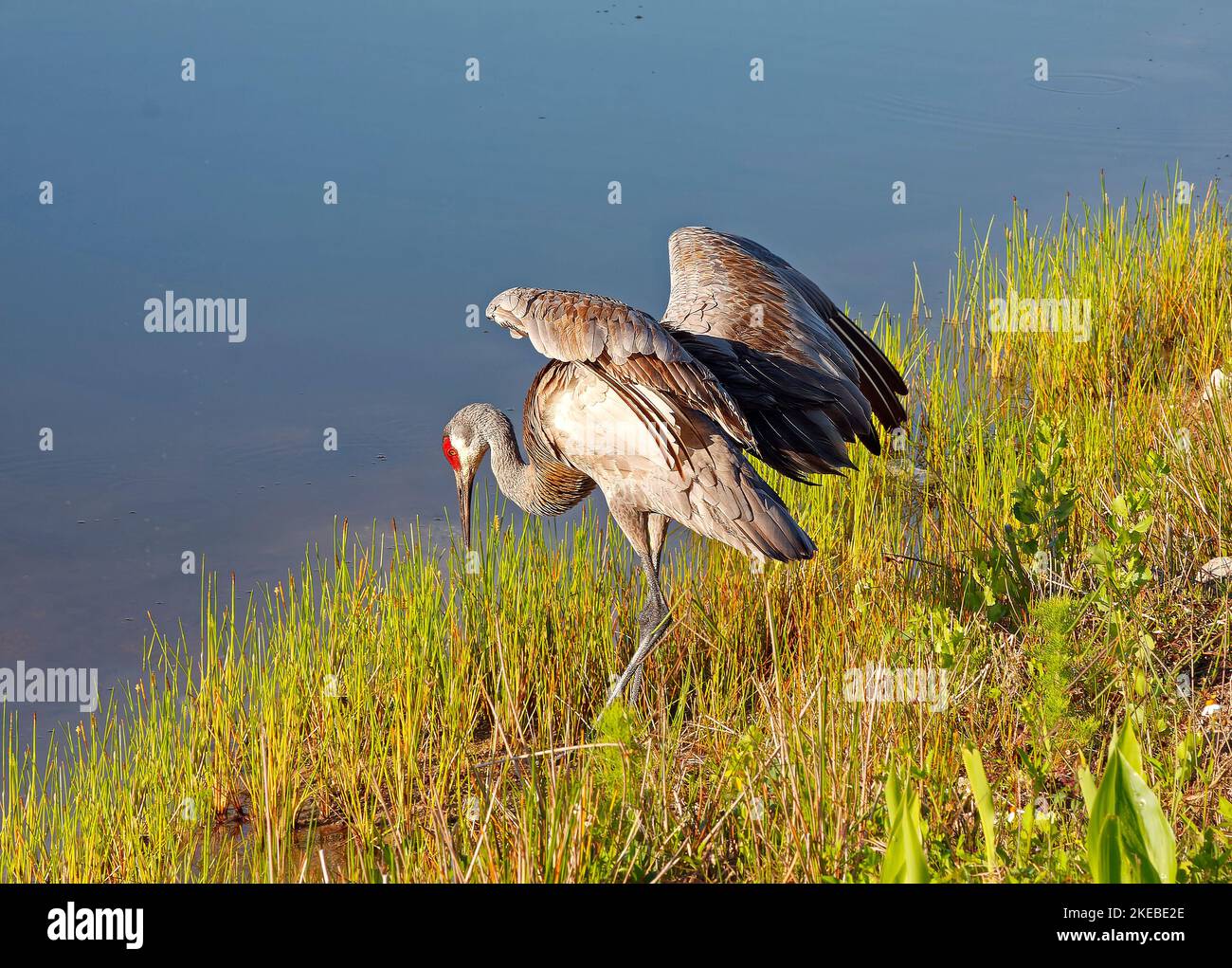 Sandhill Crane, drinking from pond, wings up, partial motion, pond ...