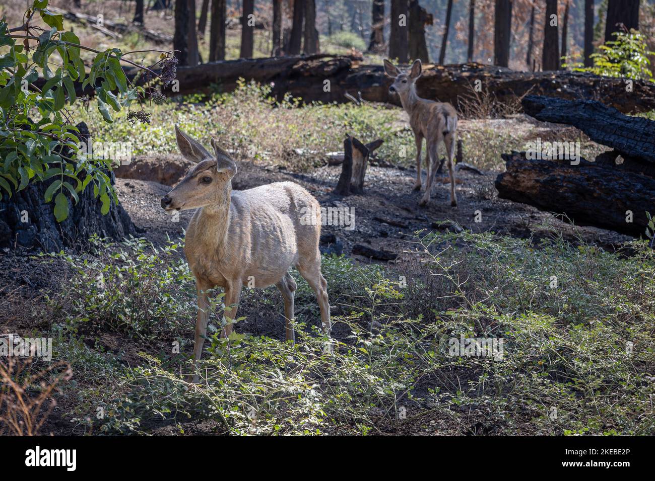 Mule deer in the forest with the many burnt trees in the kings canyon and sequoia national park ...