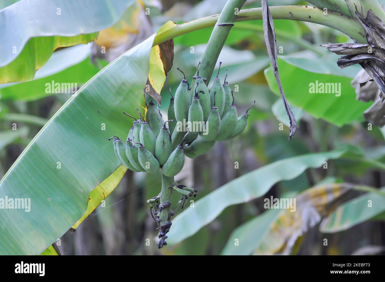 banana ,banana seed or Cultivated banana or banana plant or Musa ...